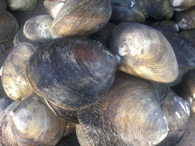 Sungai Wanggu Tercemar, Kalandue (Kerang Bakau) di Antara Harapan dan ...