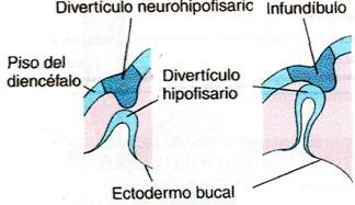 Hipófisis | Endocrinología Ginecológica