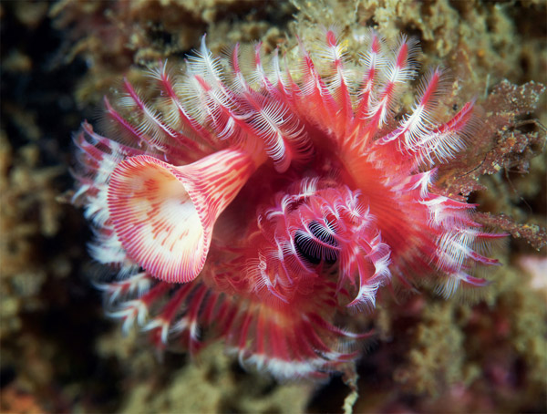 Filo anelídeos | Biologia: A ciência da vida