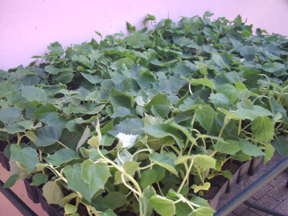 Paulownia: How To Grow Paulownia