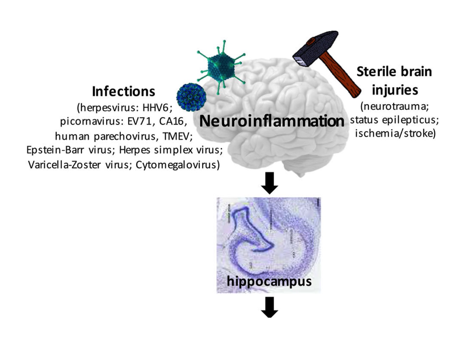 Viral Triggers and Inflammatory Mechanisms in Pediatric Epilepsy. Review