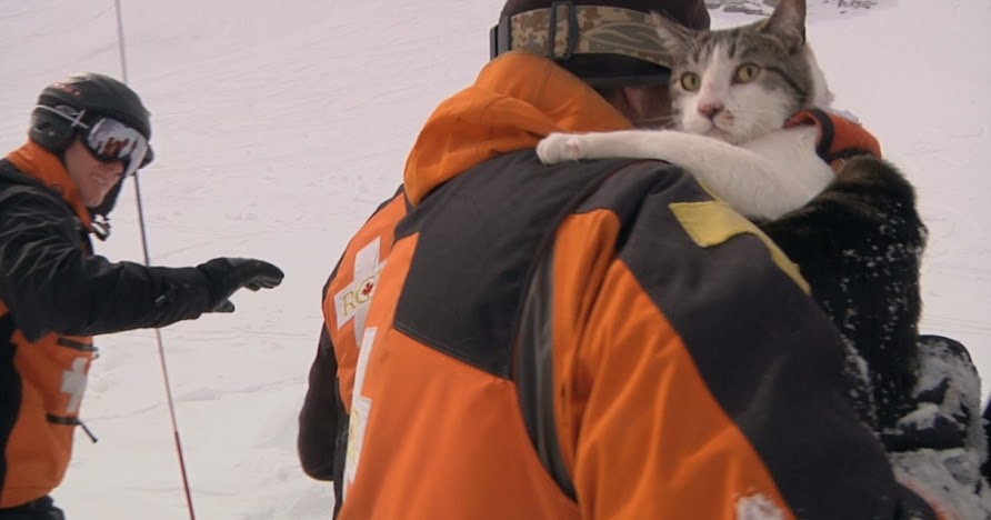 White Wolf : The secret lives of avalanche rescue cats (Video)