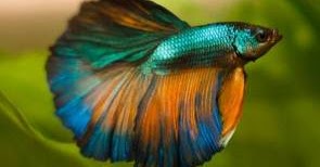 Betta Frenzy: Maklumat Ikan Pelaga
