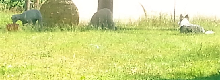 Raising Cinder, a Border Collie Puppy