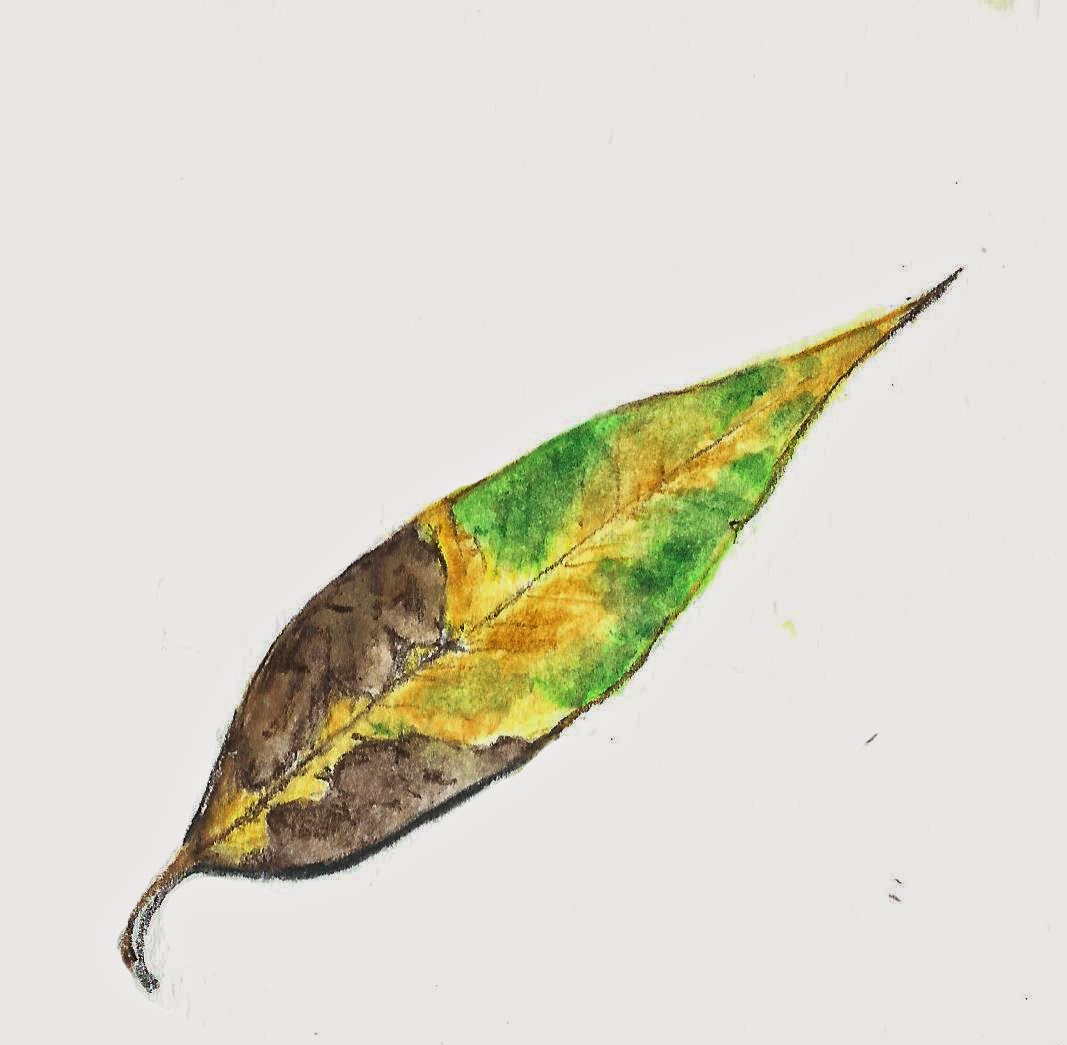 Sketching in Nature: the colour of leaves