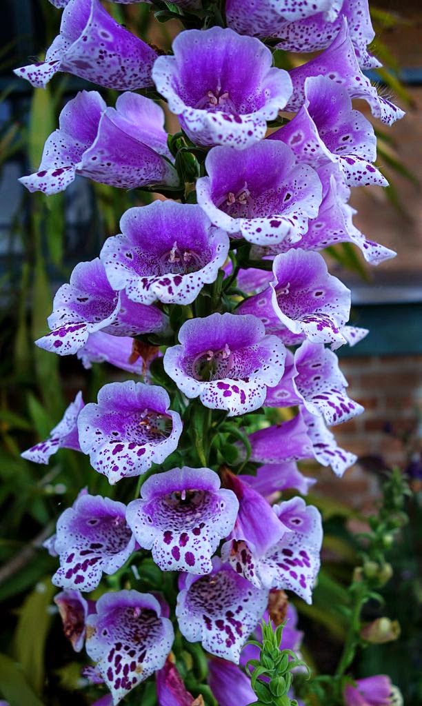 Foxglove