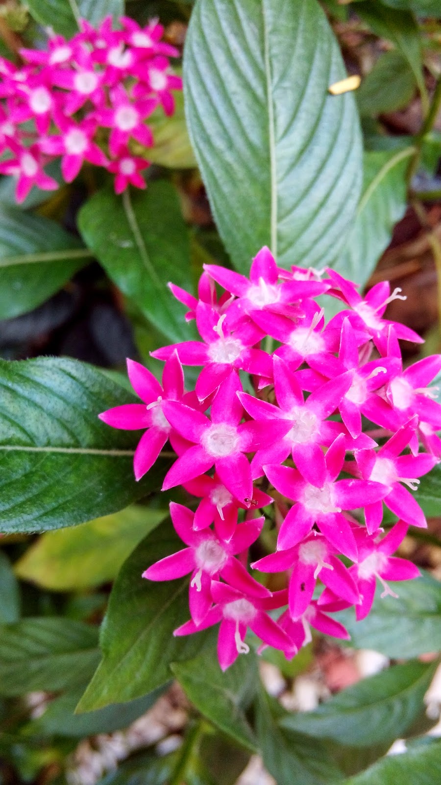 Garden Care Simplified: Salvia Flowering Shrub caring Tips Salvia ...