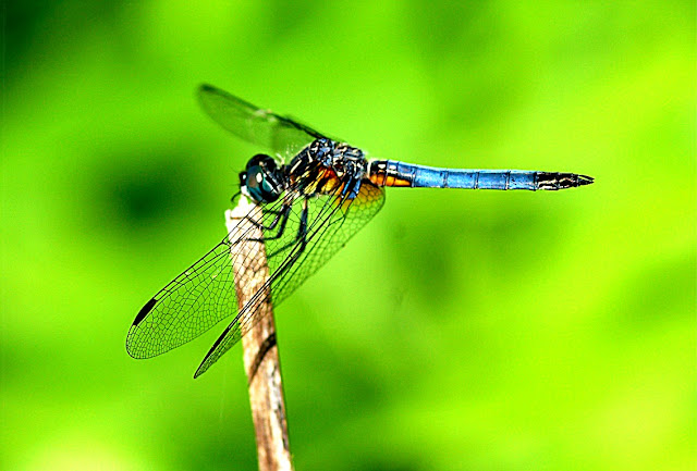 Dragonfly | The Biggest Animals Kingdom