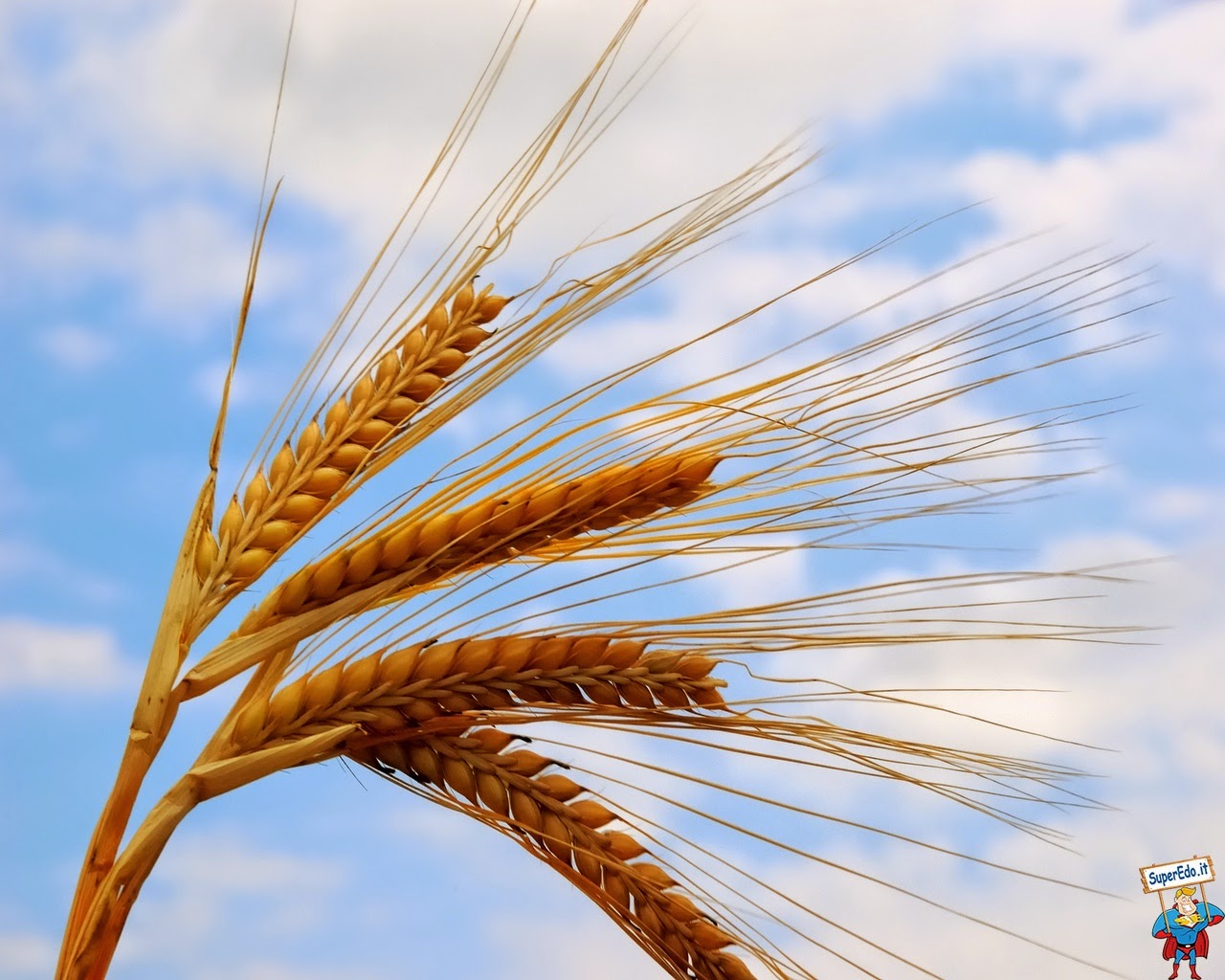 EMOZIONANDO: LA SPIGA DI GRANO..... DI FRANCA VELLA