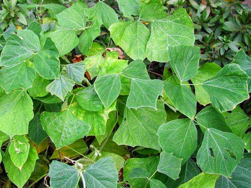 Dunia Flora: Bangun dan Bentuk Daun