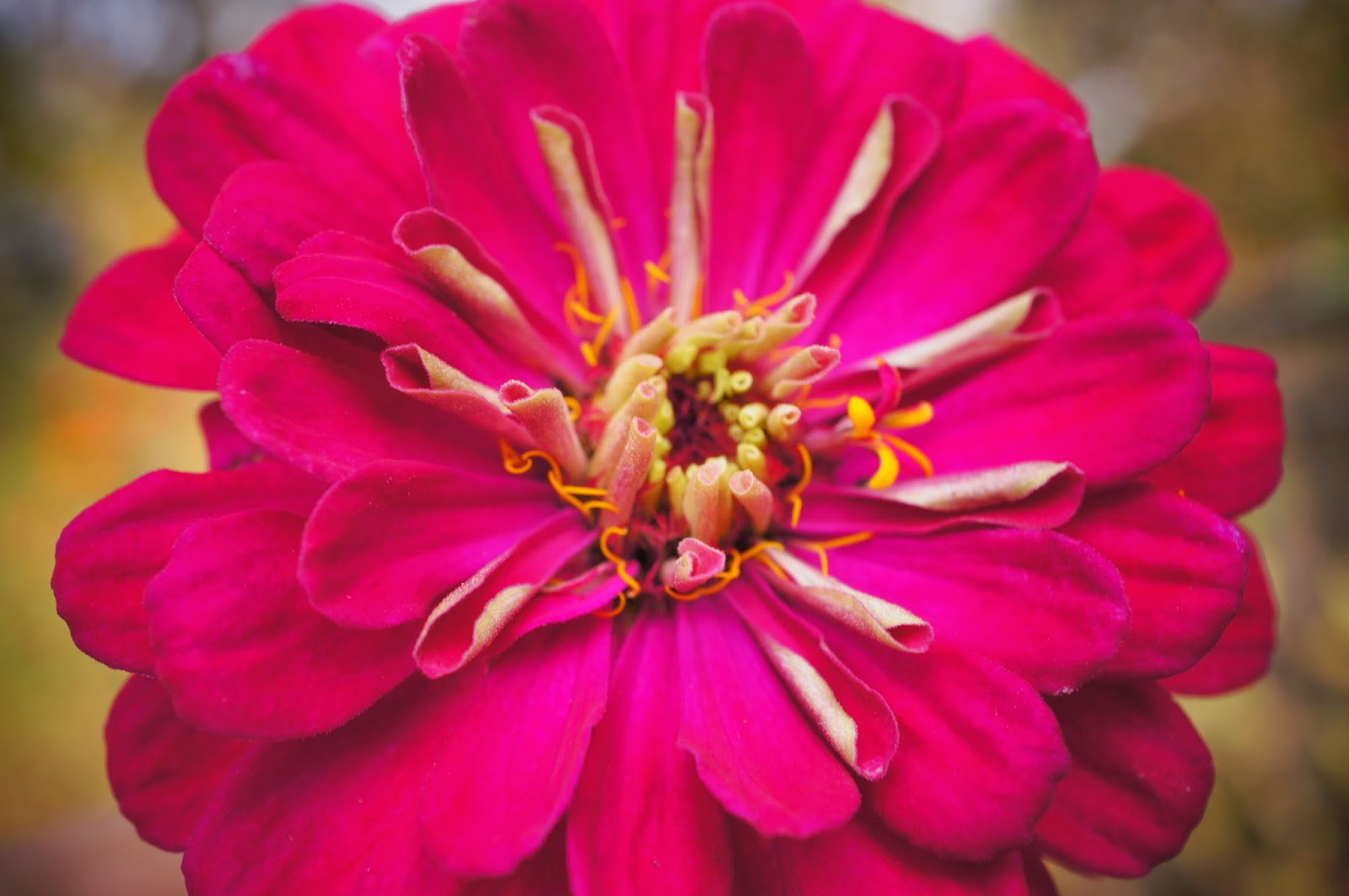 100 flowers royalty free pictures - 1 million free pictures