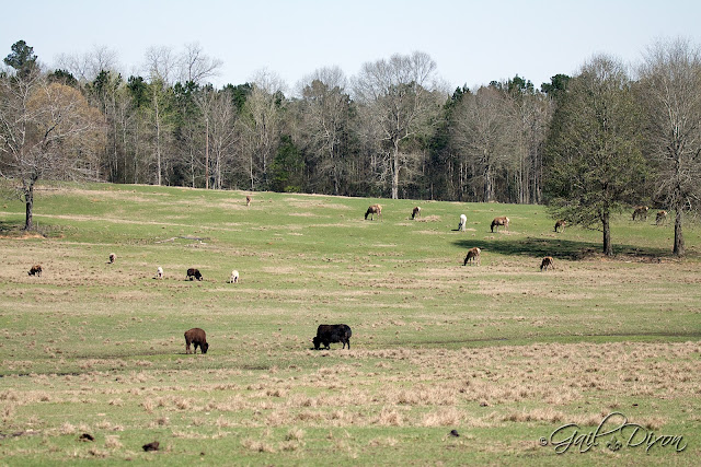 Louisiana Belle: My Big Adventure