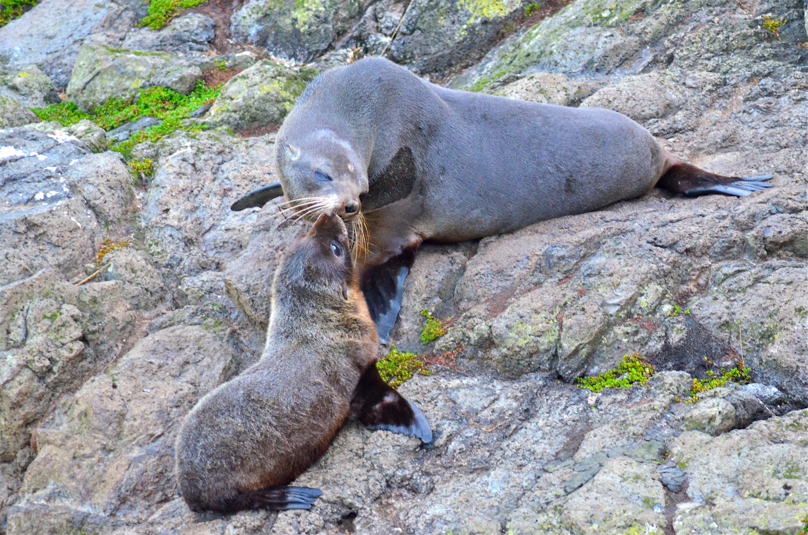 New Zealand: Rare Animals on the Otago Peninsula