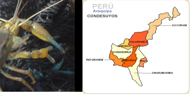 Danzas del PERÚ:: DANZA PESCA DEL CAMARÓN DE AREQUIPA (reseña historica)