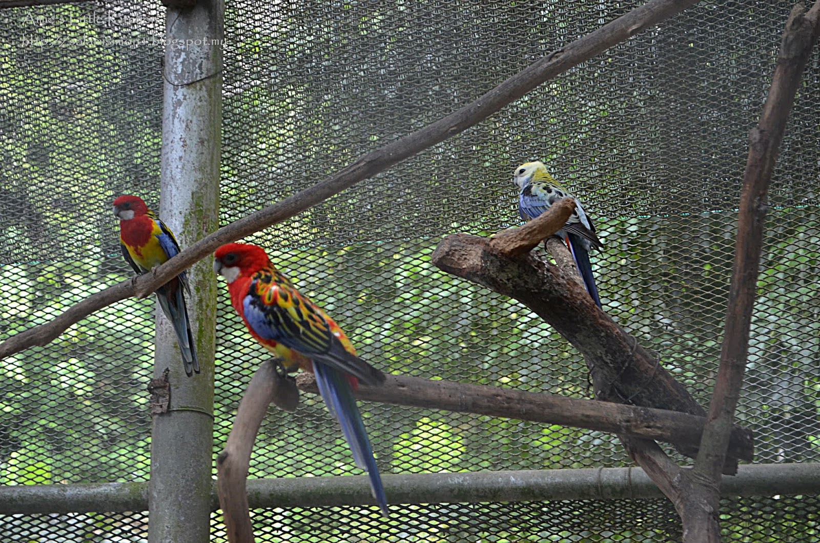 Taman Burung Labuan ( Labuan Bird Park) - Amie's Little Kitchen