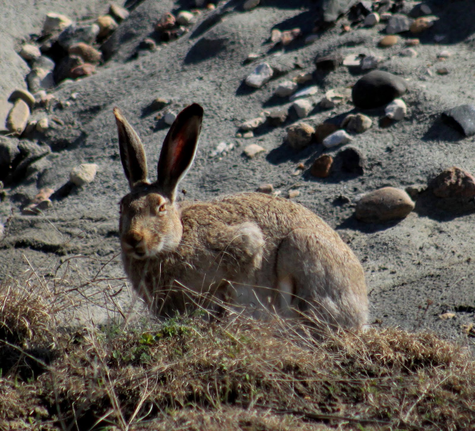 Still Life With Birder: White-tailed Jackrabbit