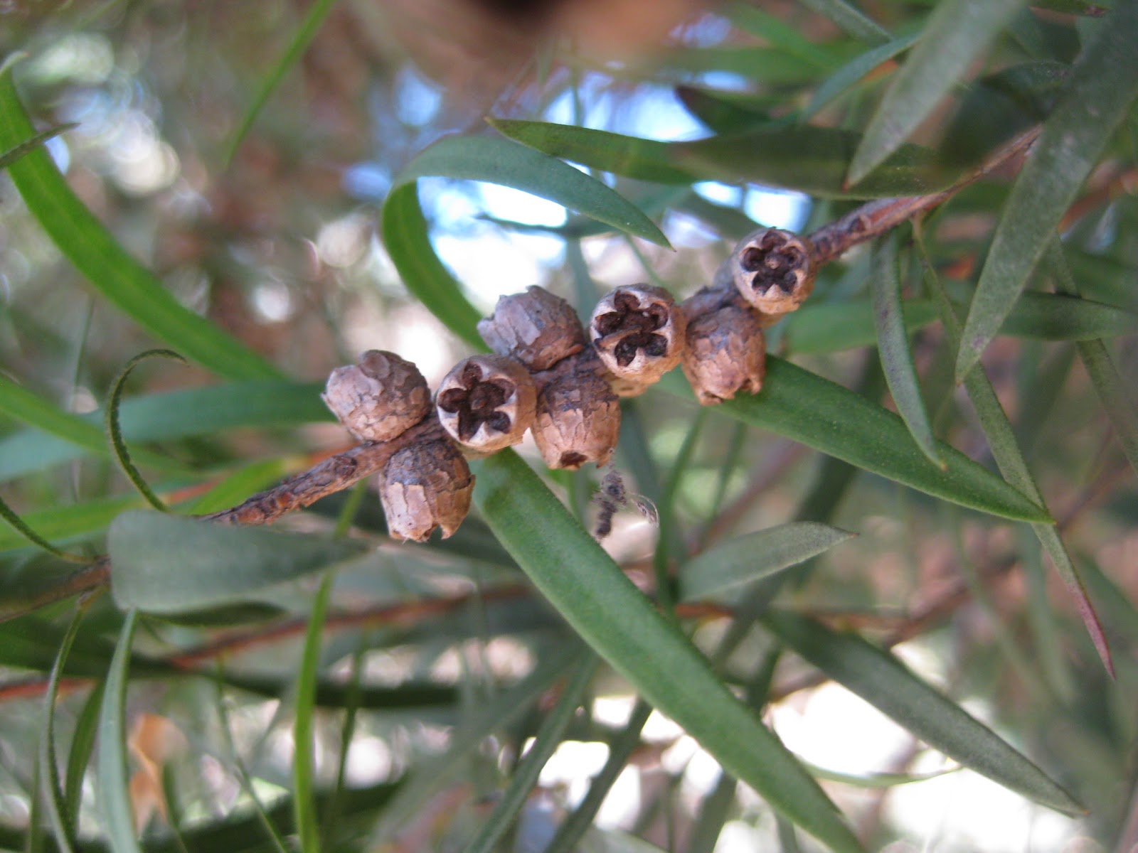 Trees of Santa Cruz County: Melaleuca linariifolia - Flax leaf Paperbark