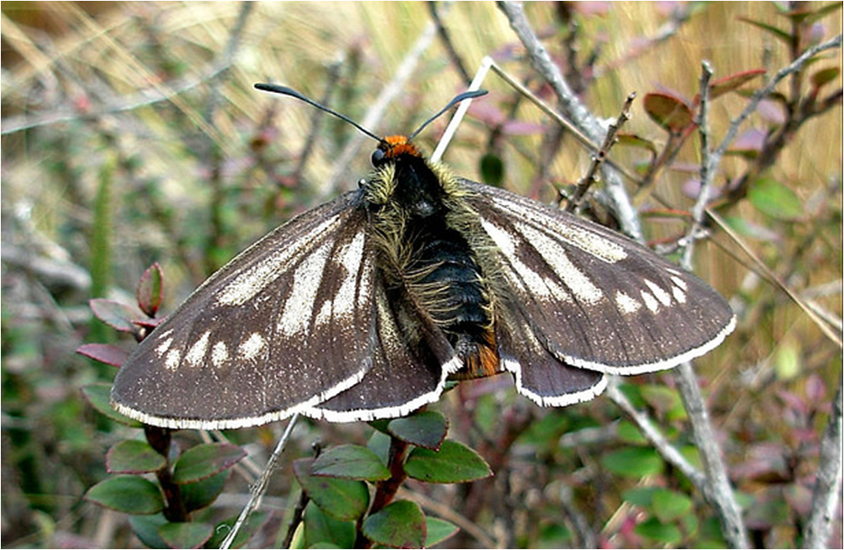 INSECTOS COMESTIBLES EN EL PERÚ ~ Ciencia y Agricultura Sostenible