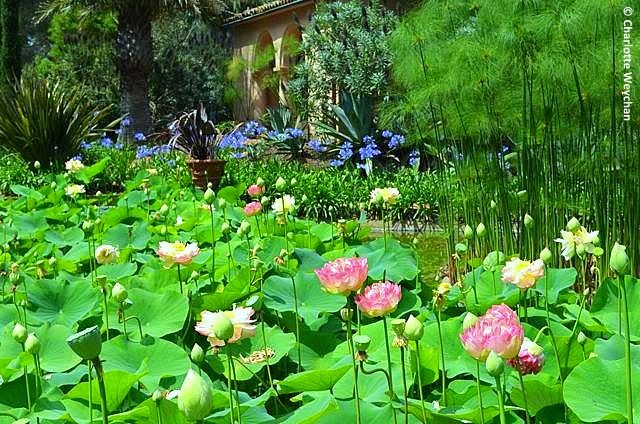 "Wow" gardens of the world I - Lotusland near Santa Barbara, California