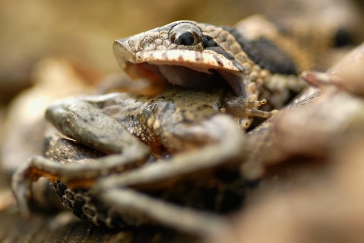 Life is short, but snakes are long: Basics of Snake Fangs