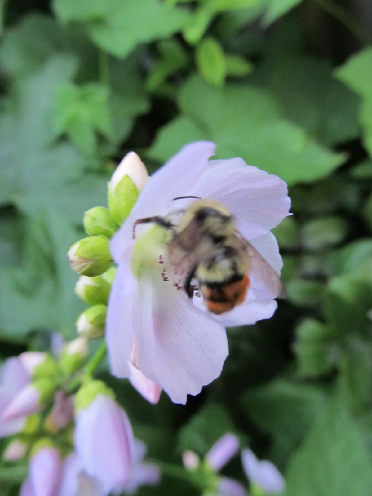 Montana Wildlife Gardener: Progress on the Project List and Pictures ...