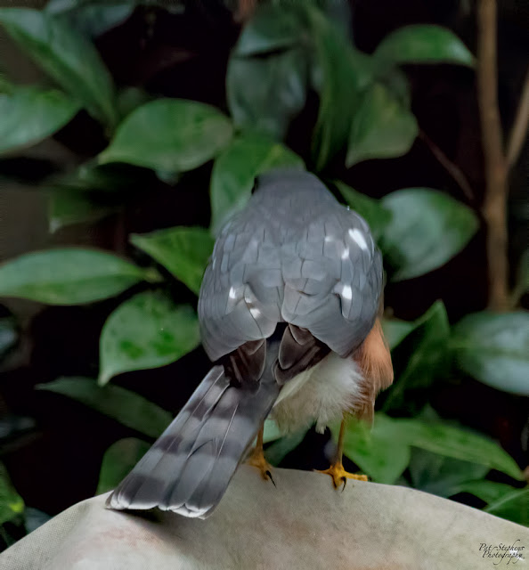 Hawk Identification Tips from every angle (Sharpie vs Cooper and Red ...