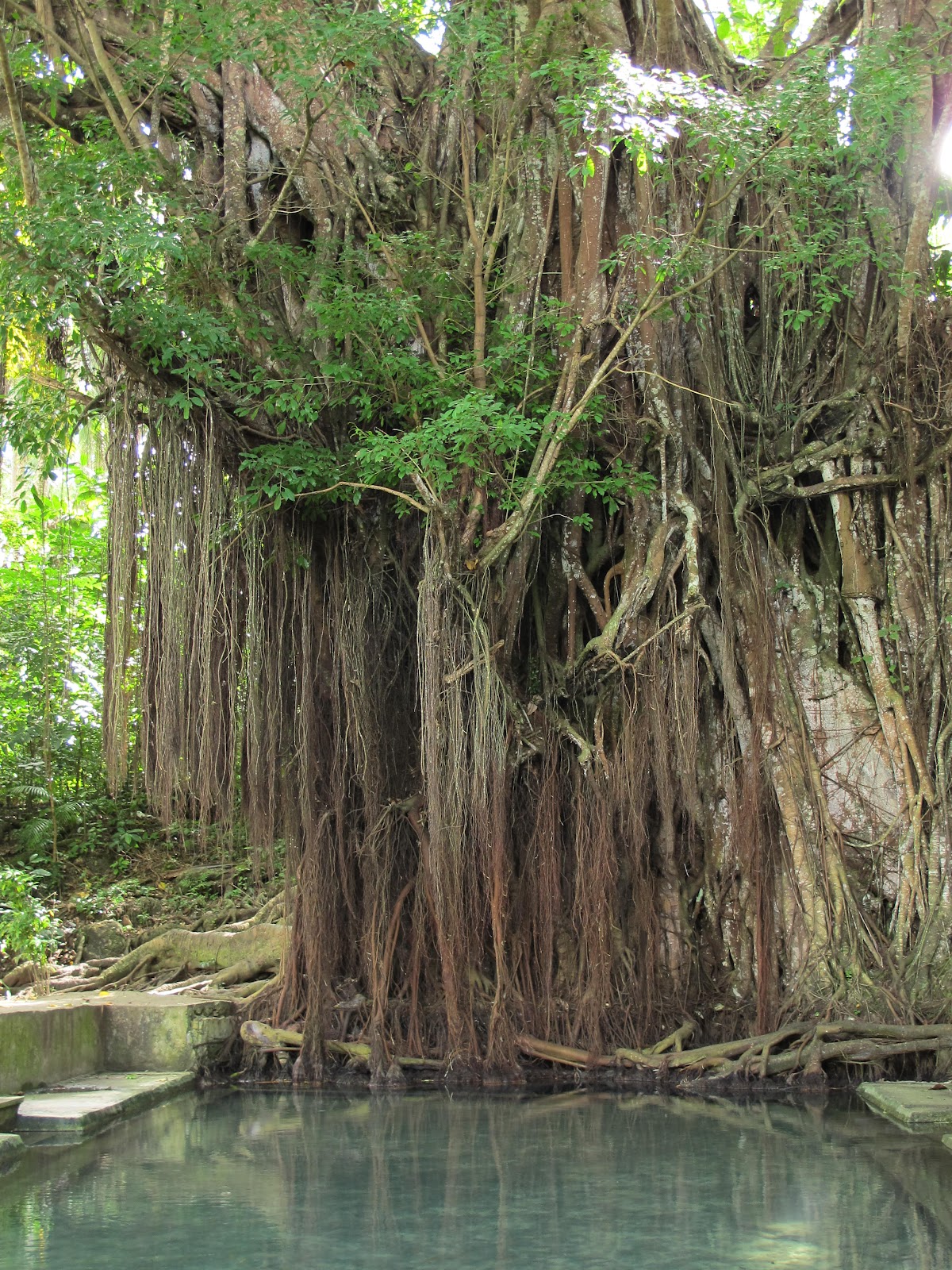 stressed in the city: Old Enchanted Balete Tree
