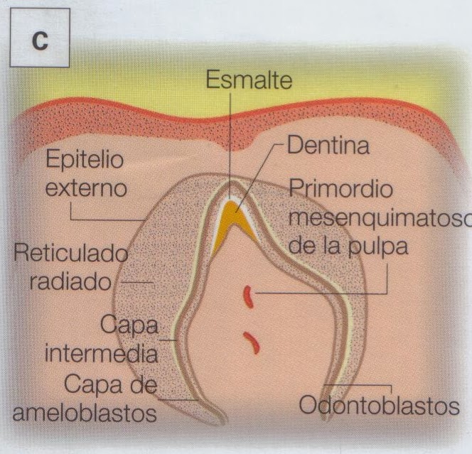 Mundo Odontología: EMBRIOLOGÍA DENTARIA (ODONTOGÉNESIS)