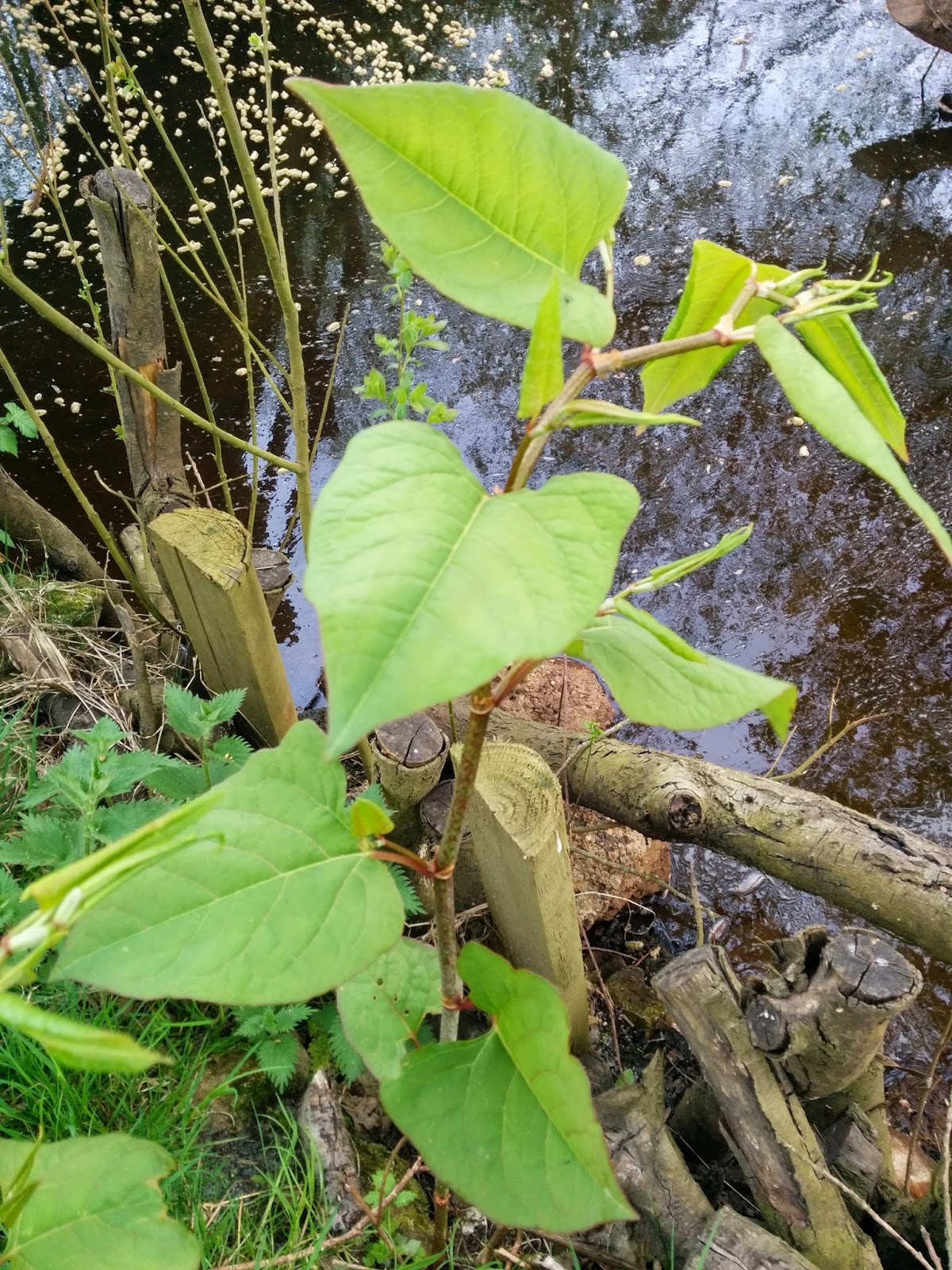 Wild Life: Japanese Knotweed