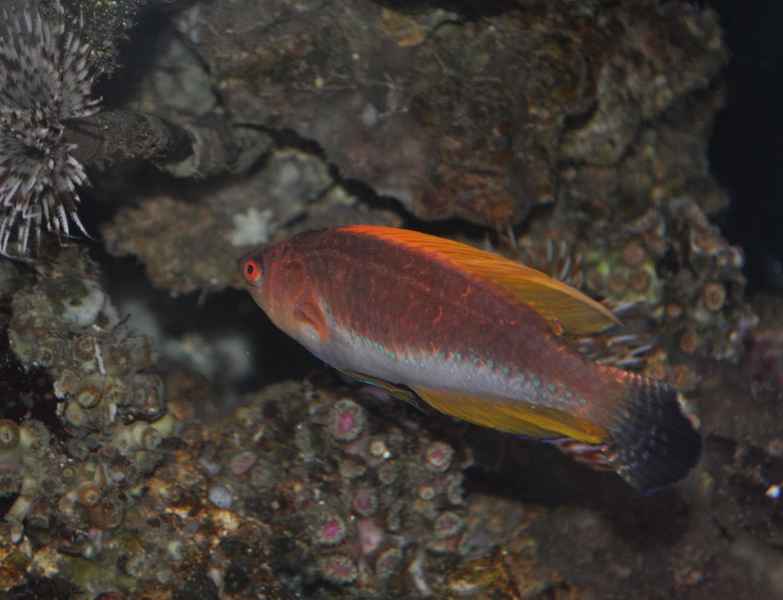 ZOOTOGRAFIANDO (6.057 ANIMALS): LÁBRIDO ALETA DE LÁTIGO / WHIP-FIN ...