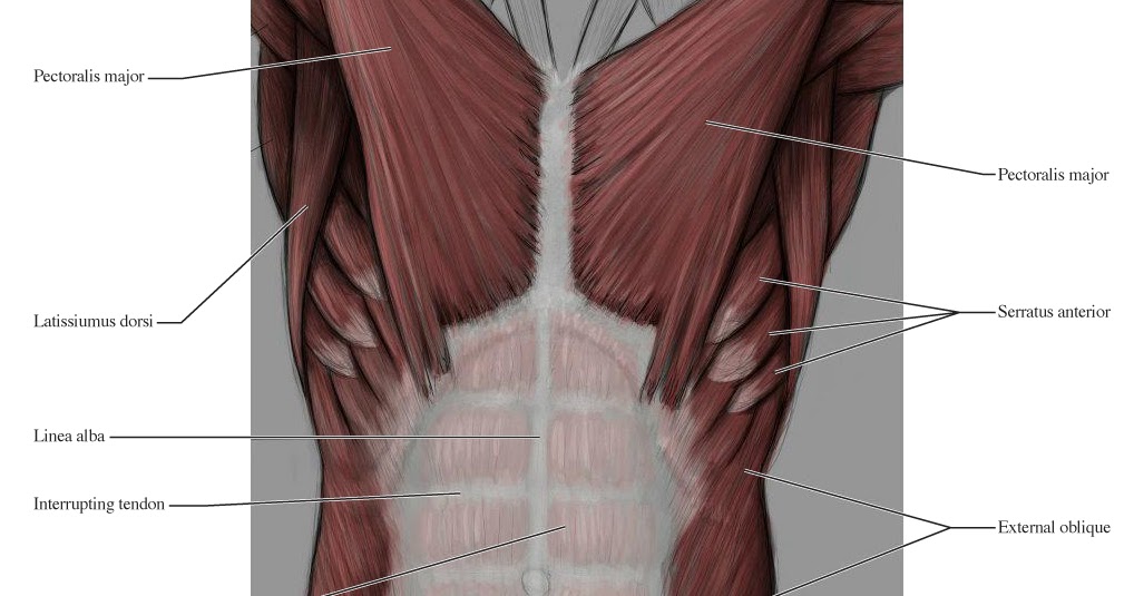uscles-of-the-human-torso-how-many-muscles-are-in-the-human-body