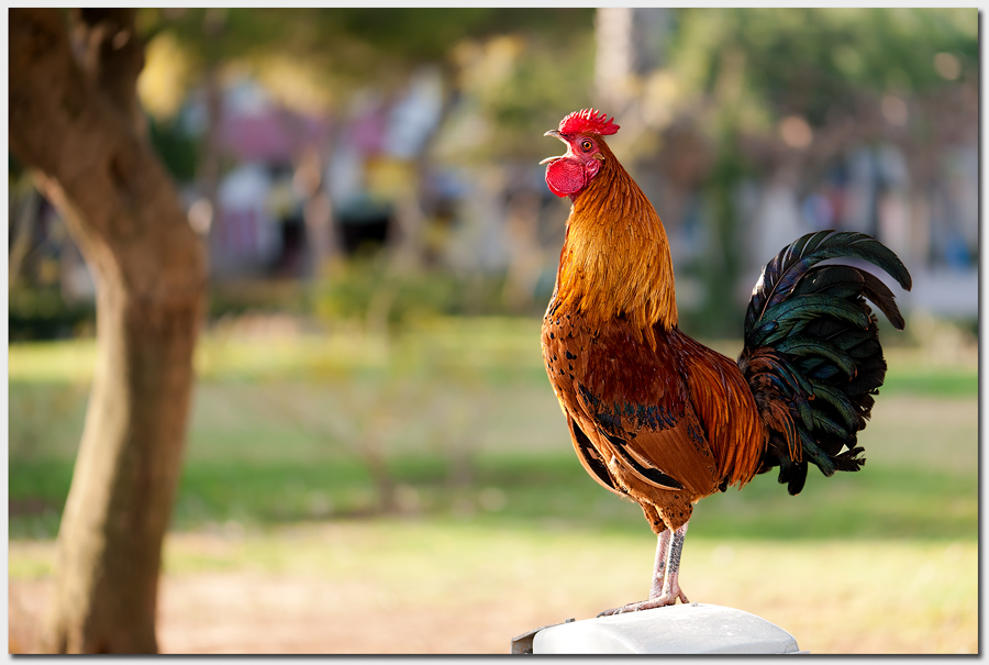 Miggrado: Gallus gallus domesticus