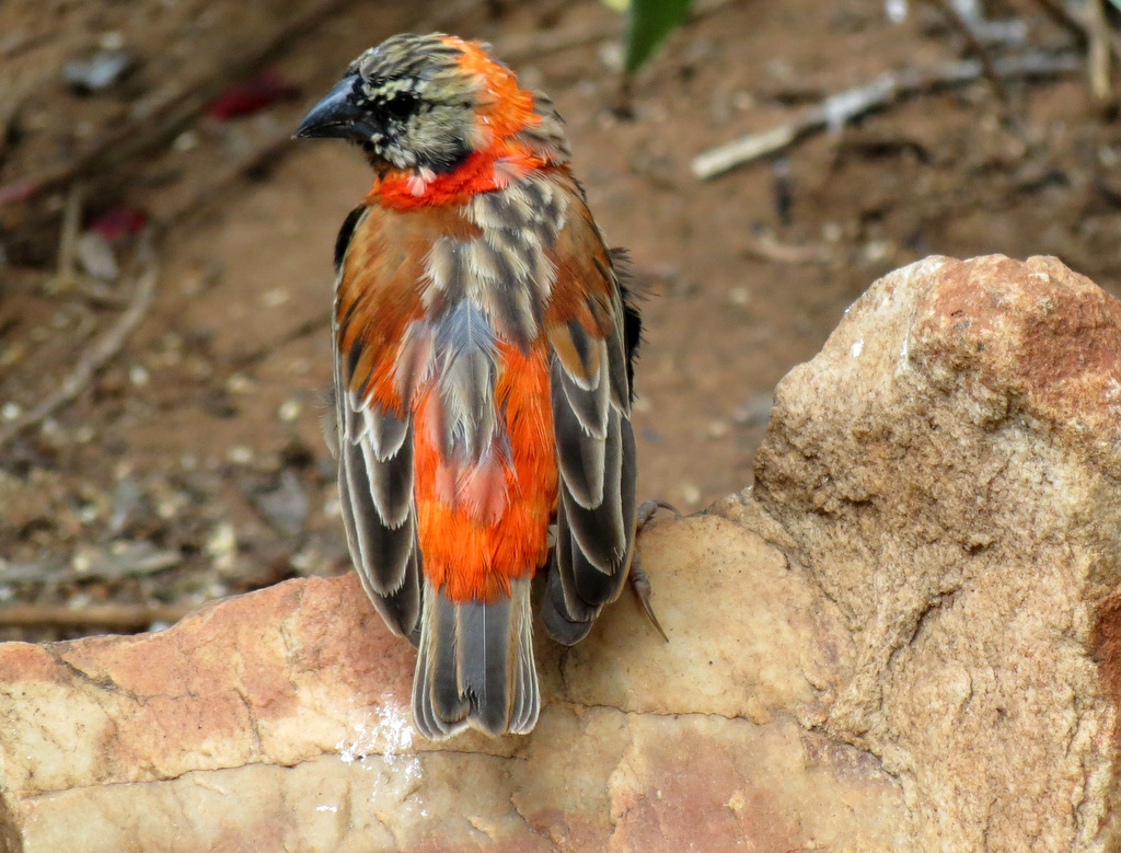 Ons geveerde vriende / Our feathered friends: Voëls in ons tuin