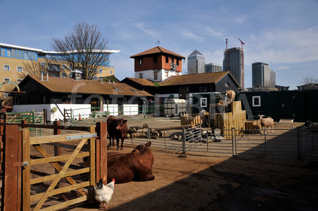 B&B in London: Surrey Docks Farm