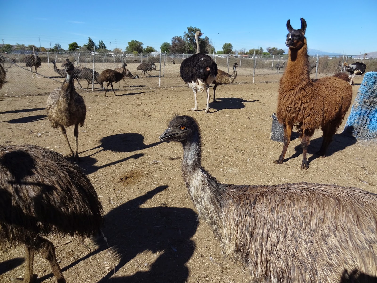 Exotic Meats...A Walk on the Wild Side