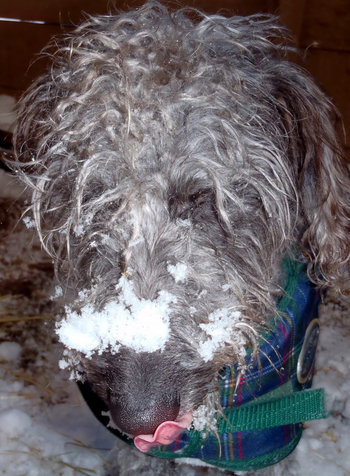 Dark Creek Chronicles