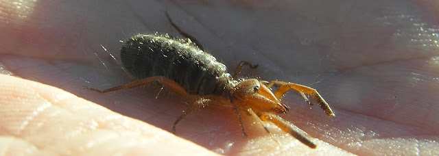 Alma biológica: El solífugo, araña camello o escorpión del viento