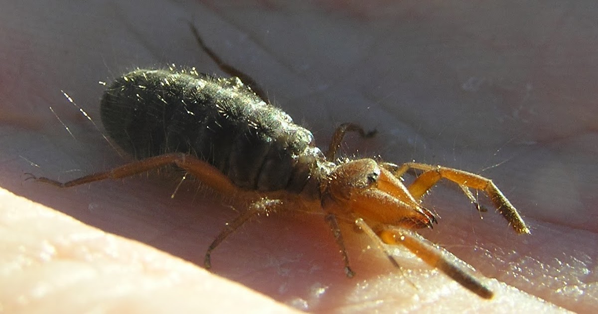 Alma biológica: El solífugo, araña camello o escorpión del viento