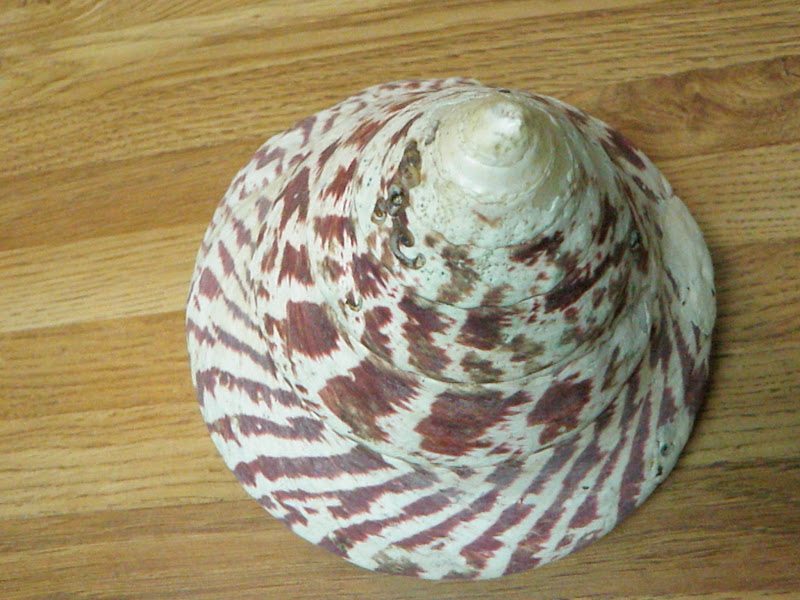 Saipan: Teaching, Living, & Recreation: Sought,Savory, Sea Shells on Saipan