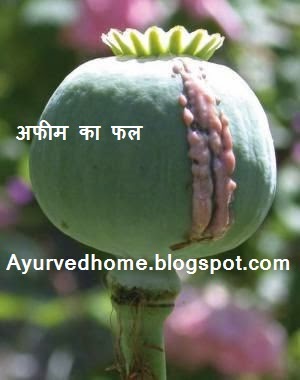 Ayurveda Home and Remedies with Nature: Afeem Ka Paudha | अफीम पौधे से ...