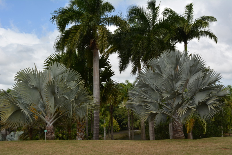 Peer Gynt: Les palmiers