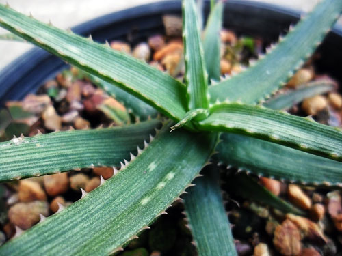 Thaisucculents: Aloe bakeri