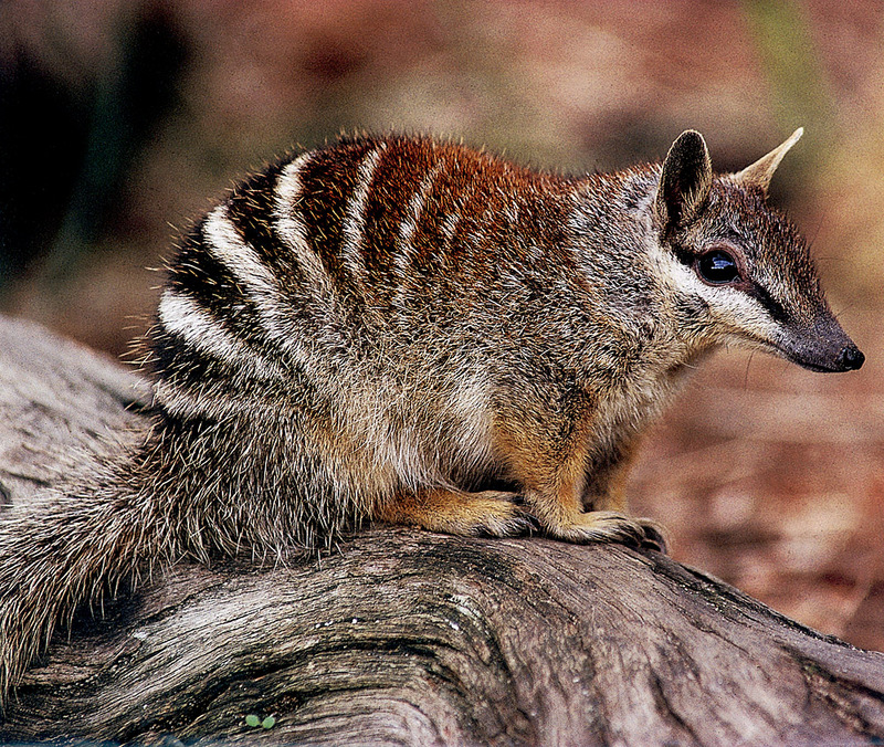 Numbat | The Biggest Animals Kingdom