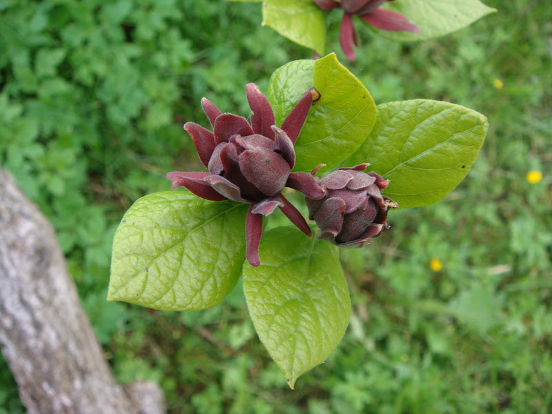 unbrivido: Fiore del calicantus ...