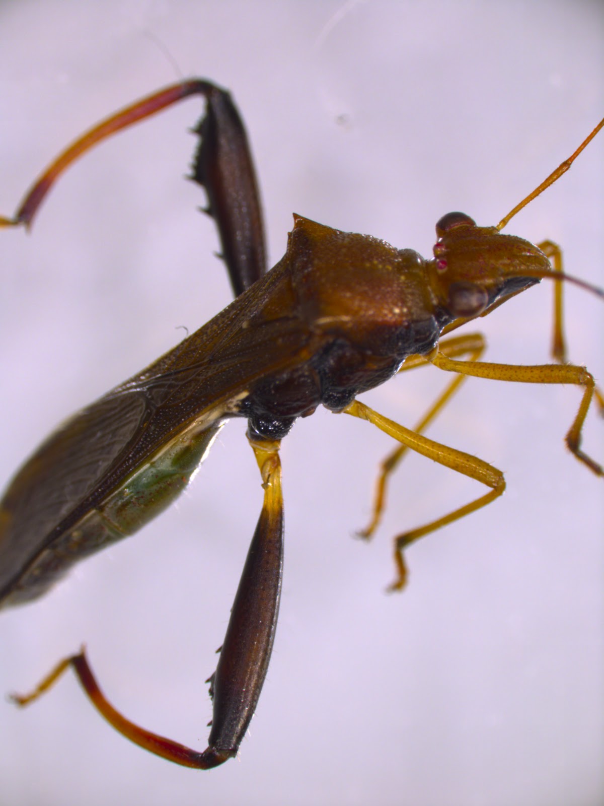 Scanning Electron Microscope Blog: A close look at a true bug