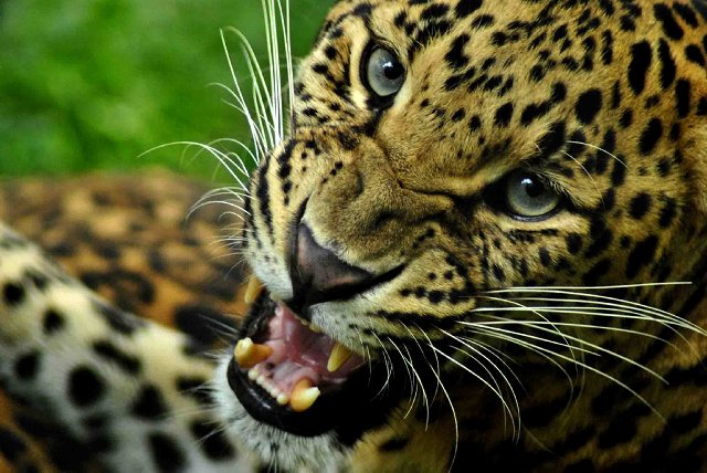 Our Beautiful World: Animal Expressions