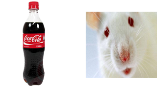 Pasitos al aprendizaje: Las ratas que consumen refrescos de dieta ...