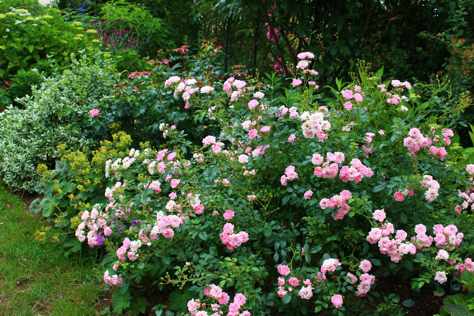 Roses du jardin Chêneland: Rosier "The Fairy"