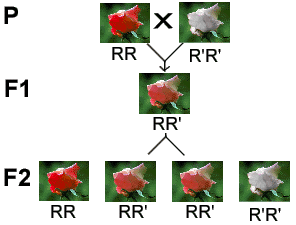 Blake's Honors Biology Blog: Special Genetics & Pedigrees