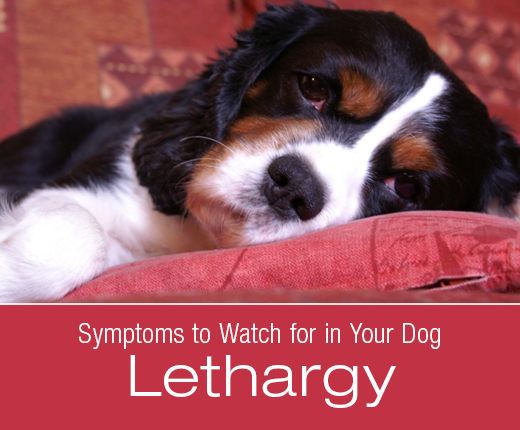 Symptoms To Watch For In Your Dog: Lethargy